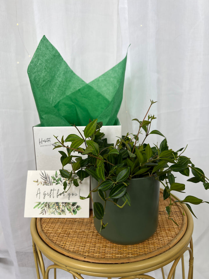 Habitat Aesthetic - Indoor Plants and Decor