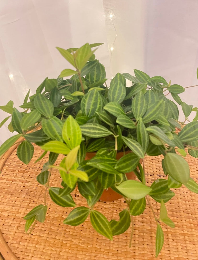 Pick a Plant – Habitat Aesthetic